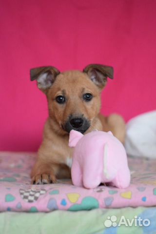 Пристраиваются замечательные рыжие щенки