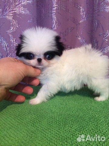 Микро мальчик японский хин