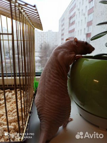 Лысая крыска