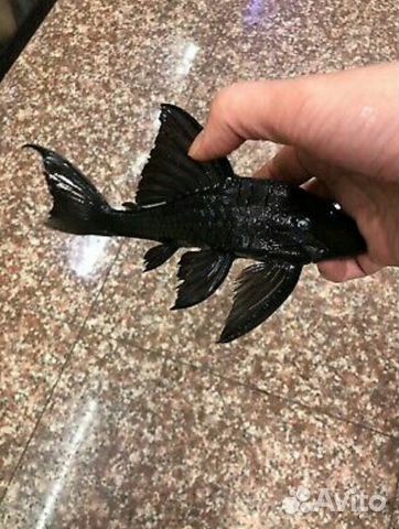 Голубоглазый панак (номерной сом)