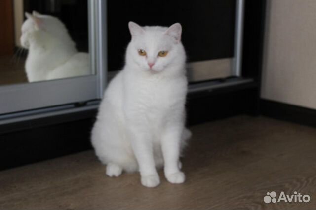 Кошечка шотландская страйт