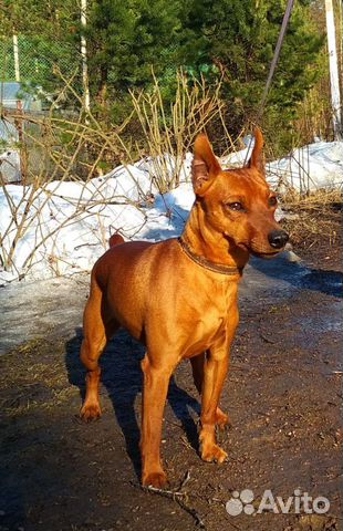 Цвергпинчер