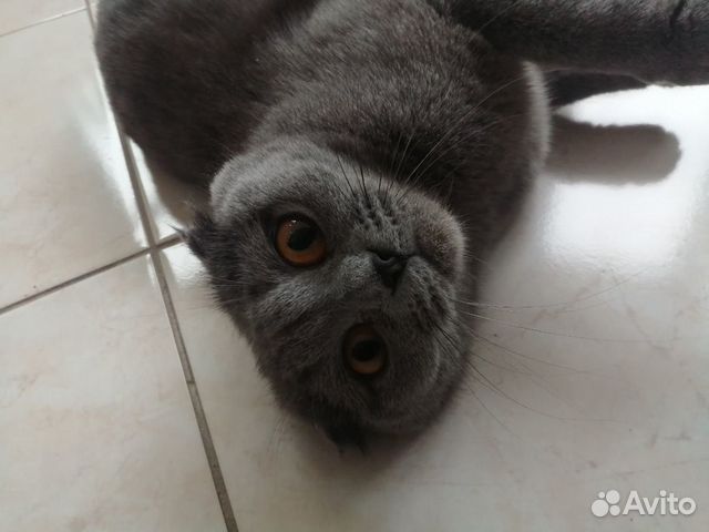 Шотландские