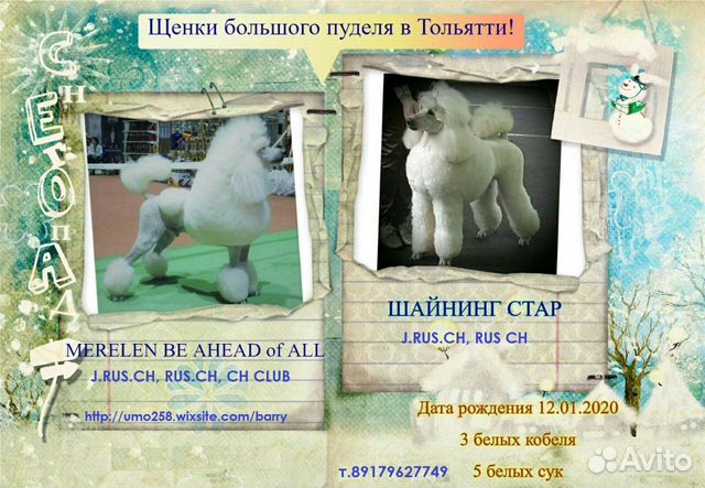 Щенки большого (королевского) пуделя