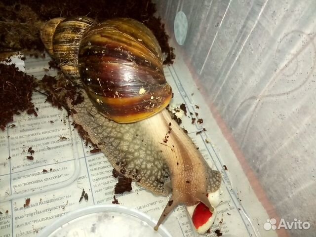 Улитка ахатина