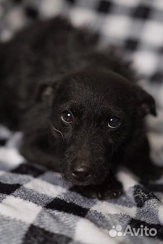 Симпатичный маленький пёс