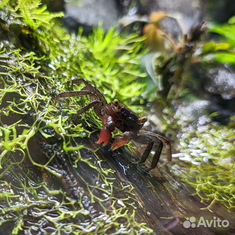 Крабы geosesarma hagen (red devil)
