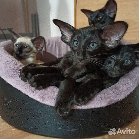 Ориентальный котик(эбони)