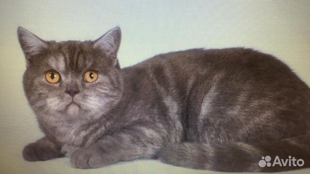 Ласковая кошка британка ищет хозяина