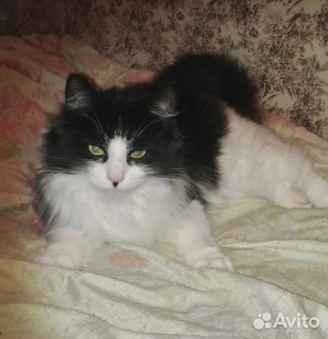 Очень красивая пушистая Жасмин 10 мес ищет дом