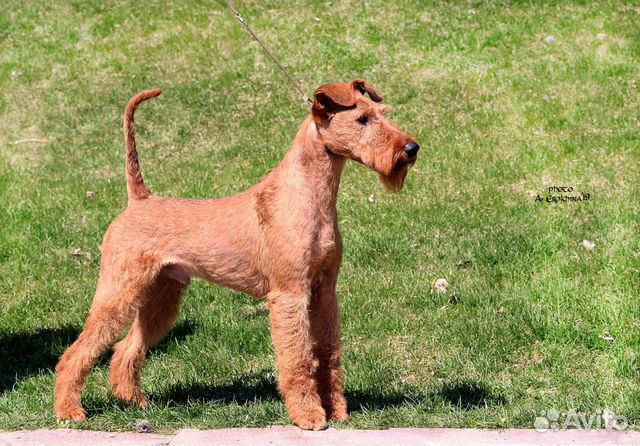 Шикарные щенки ирландского терьера