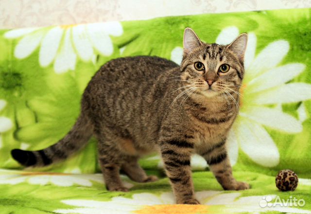 Девочка Тигруля ждет семью