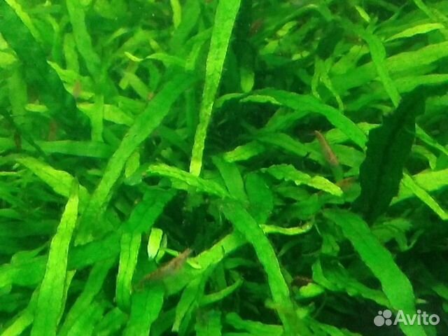 Креветки вишня