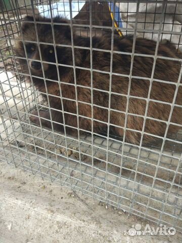 Енотовидная собака