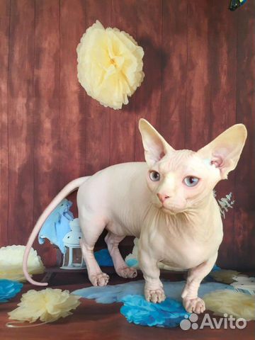 Котик Бамбино