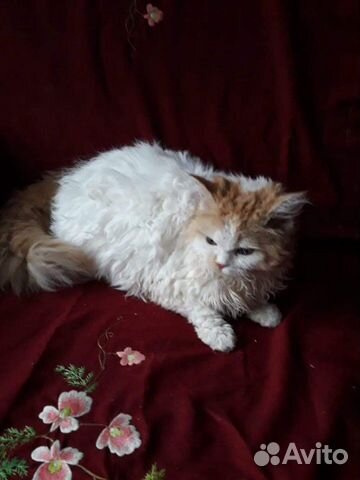 Карина Керли Астра разведение