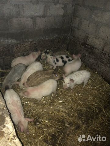Продаю порося