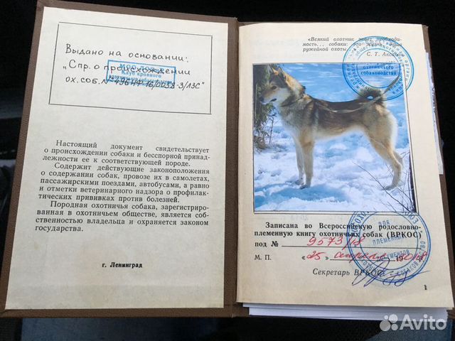 Щенки порода: Лайка