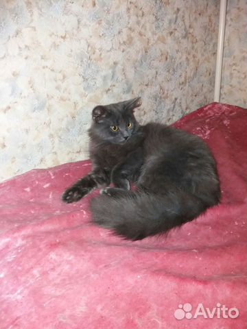 Котик в добрые руки
