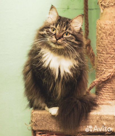 Кошечка дюймовочка в добрые руки