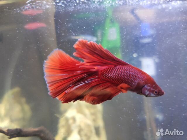 Рыба Петушок