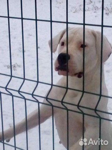 Аргентинский дог девочка