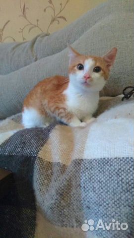 Котёнок мальчик