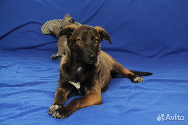 Щенок Молли