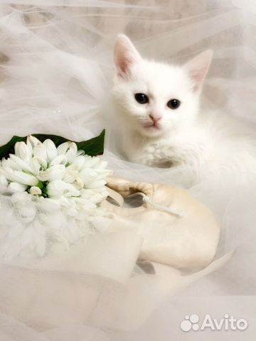 Турецкая ангора