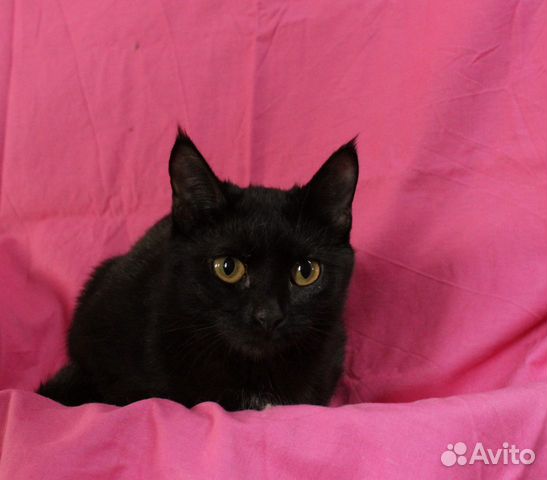 Котёнок Девочка Руна