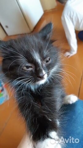 Котёнок лоток на 5+