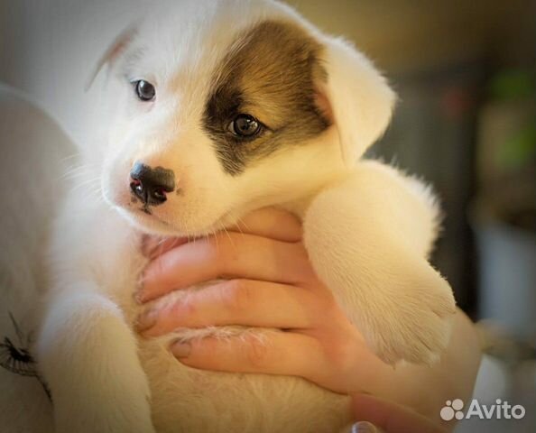 Мальчишка-мимимишка в добрые руки