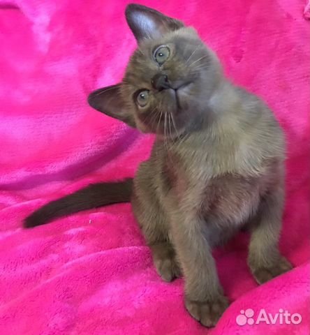 Бурманская