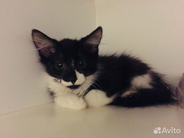 Котенок Мальчик 4мес в дар