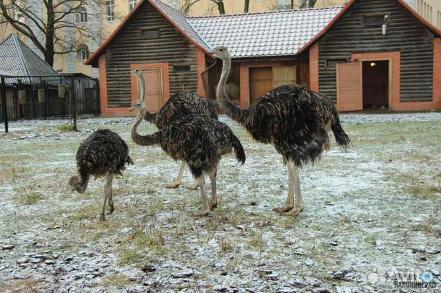 Страусы, струсята