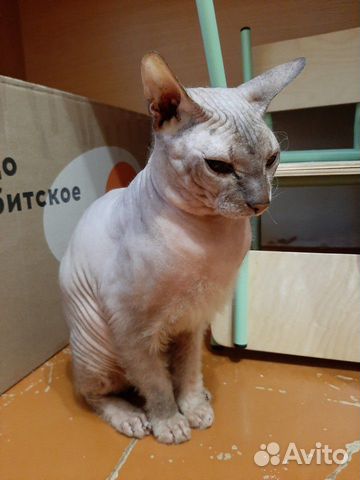 Донской сфинкс