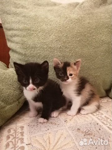 Сладуськи в добрые руки