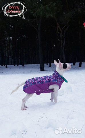 Бультерьер