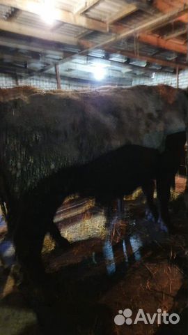 Бычки годовалые И