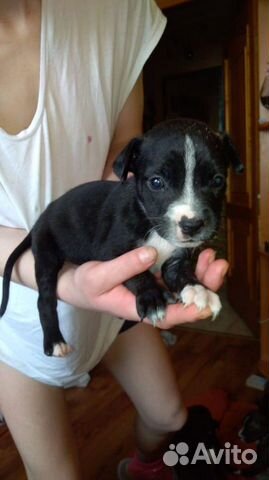 Щенки питбуля