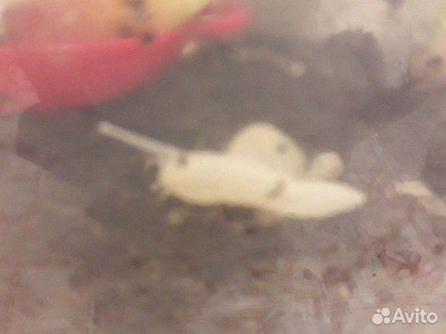 Улитки ахатины с белой ногой