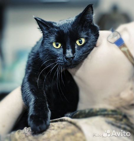 Кошка Матильда