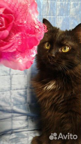 Кошка в добрые руки