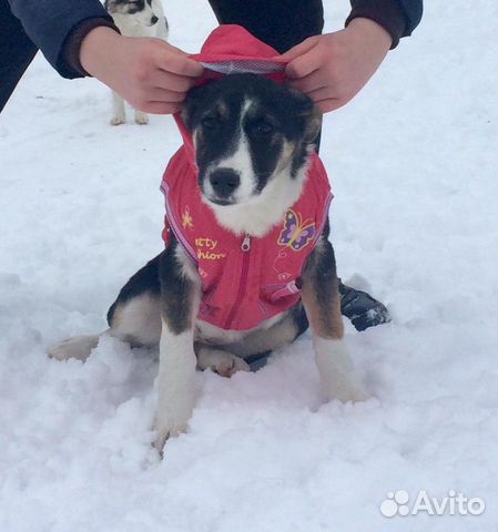 Метис ягдтерьера в добрые руки