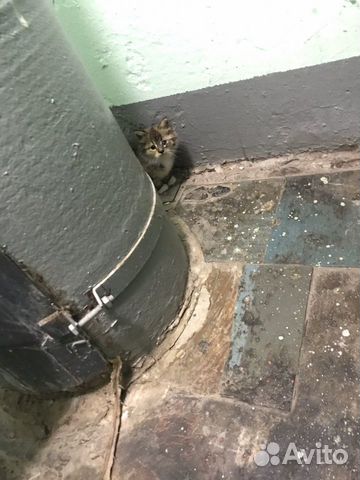 Котятки в добрые руки