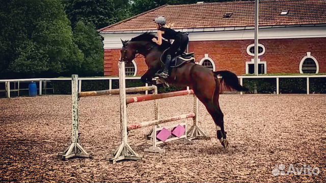 Тракененский жеребец на случку