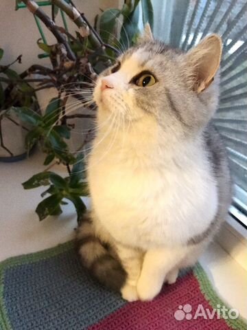 Кошка