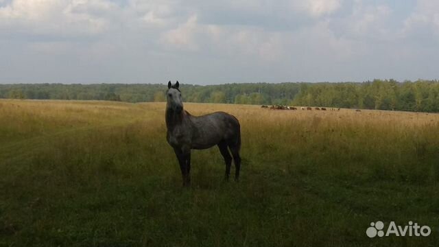 Продам или обменяю орловского жеребца на кобылу