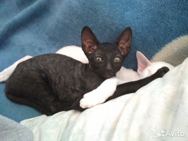 Котенок корниш-рекс