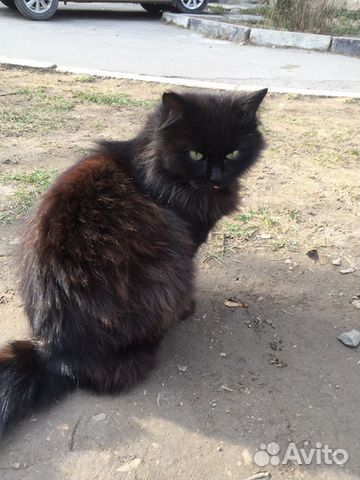 Ласка, в дар
